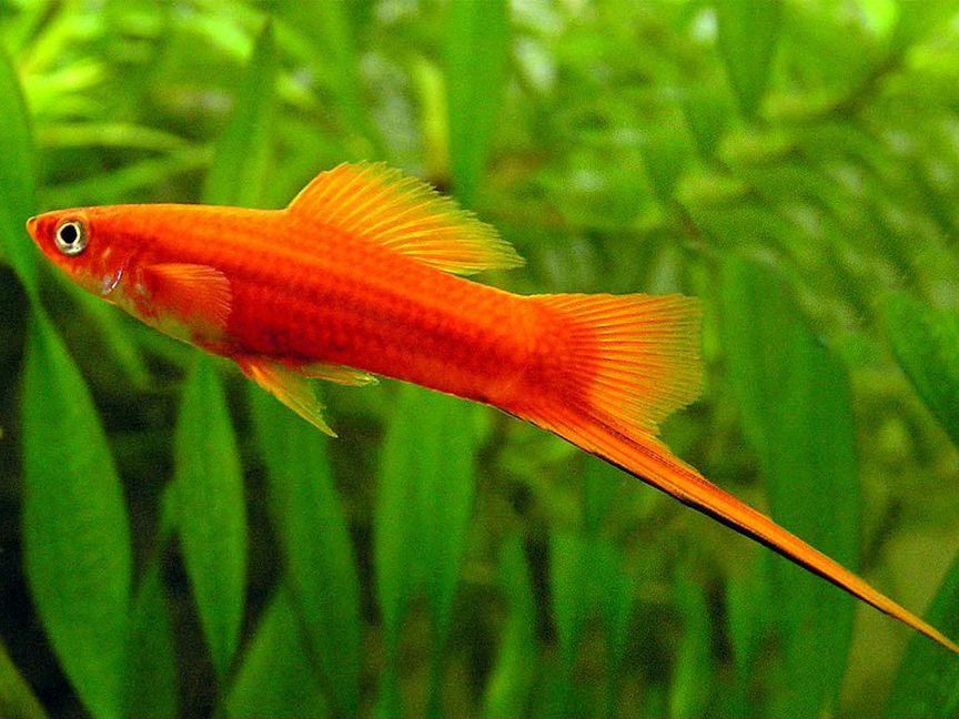 Аквариумные рыбки