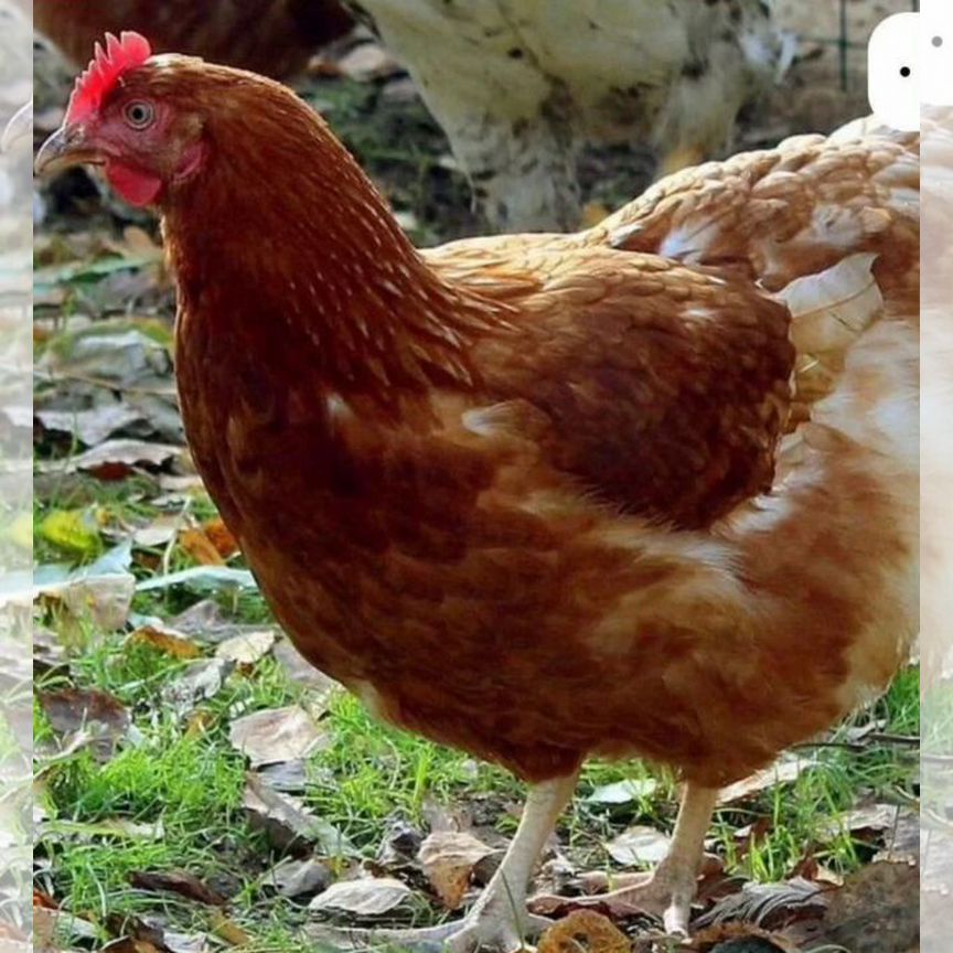 10 куриц и петух