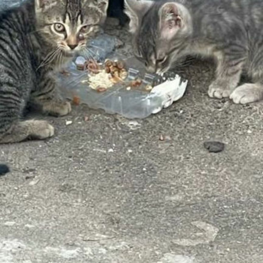 Котята