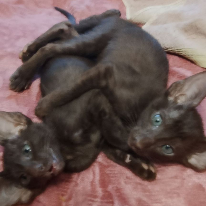 Ориентальный котёнок