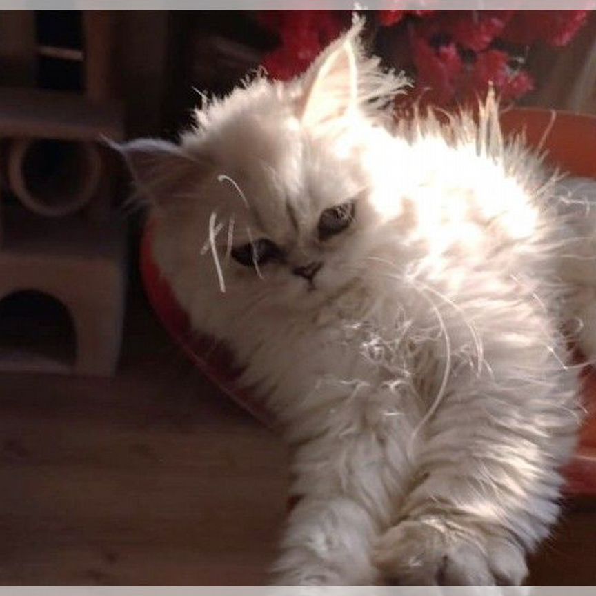Кошка серебристая шиншилла классик