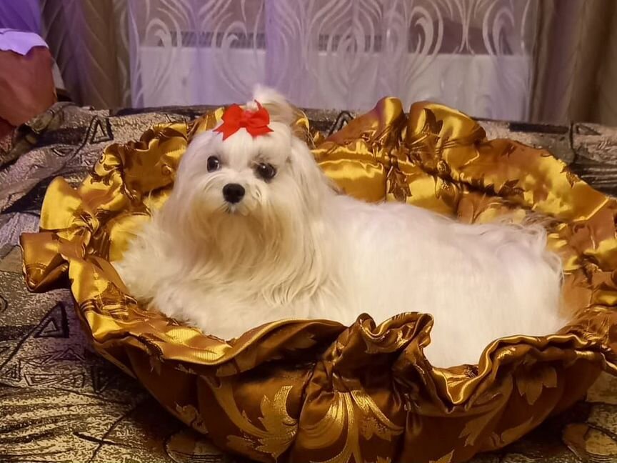 Лежанка для маленьких собак и кошек Эксклюзивная