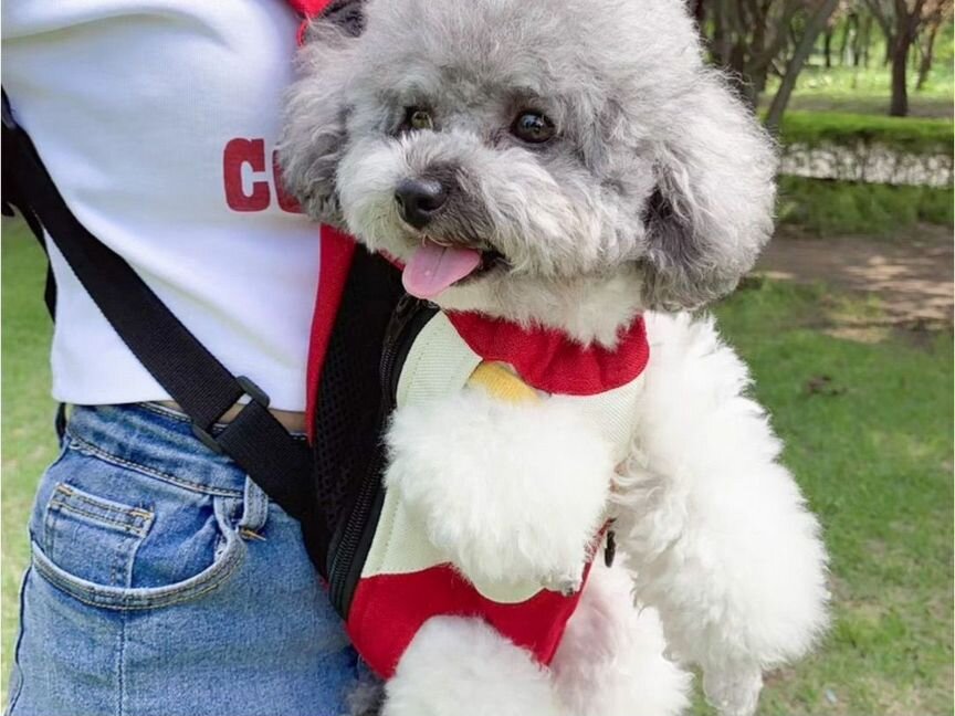 Рюкзак переноска для собак и кошек