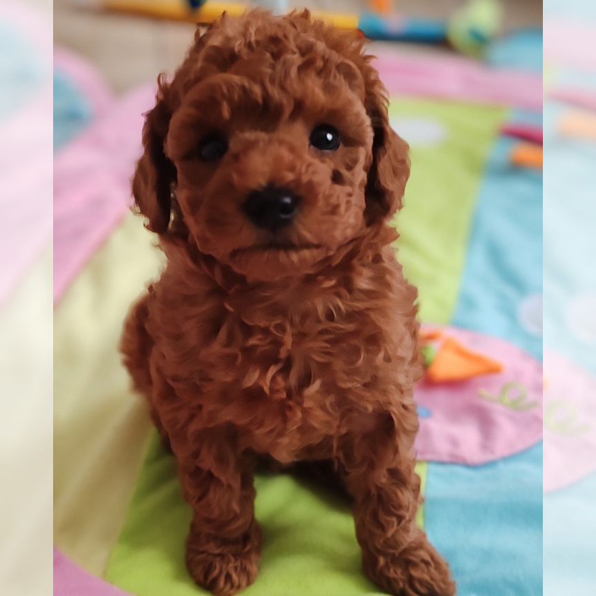 Карликовый пудель, щенок