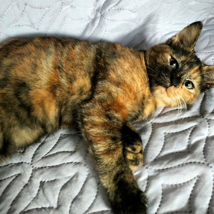 Нежный котенок черепахового окраса Глаша в дар