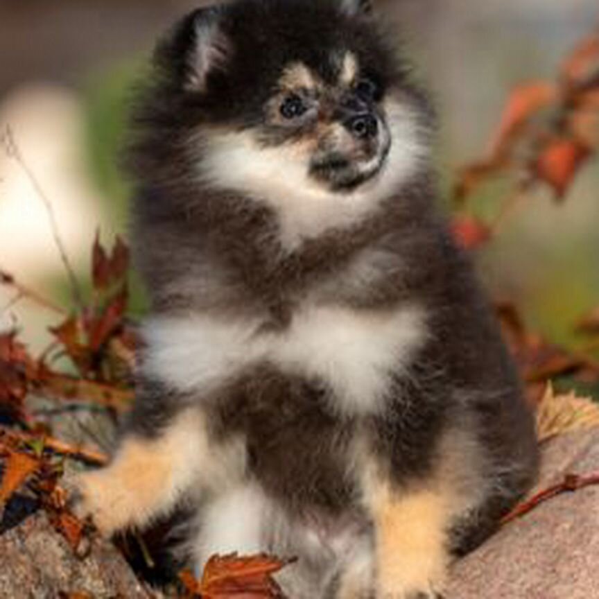 Померанский шпиц, щенок