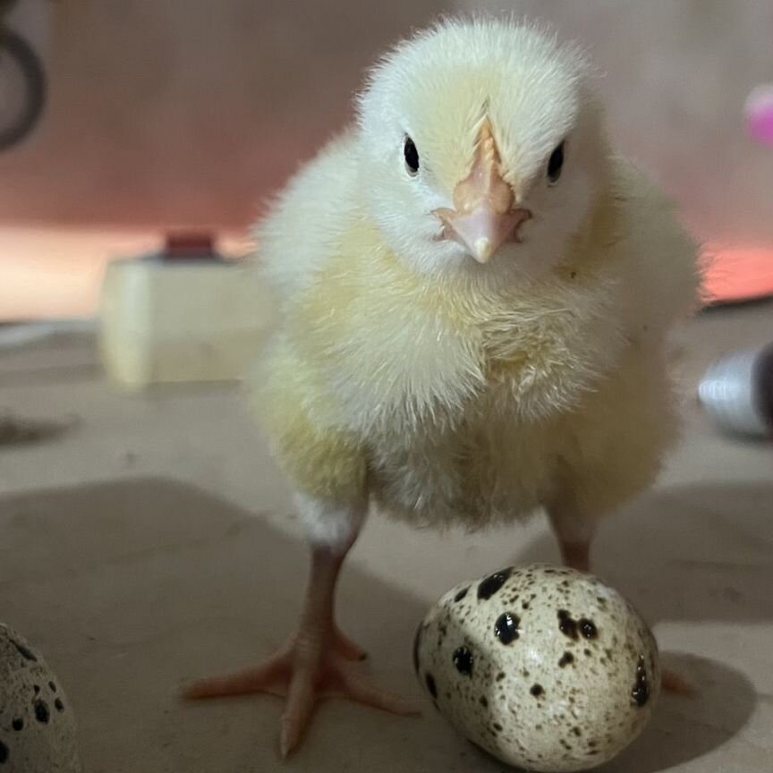 Цыпленок -бройлера кобб-500