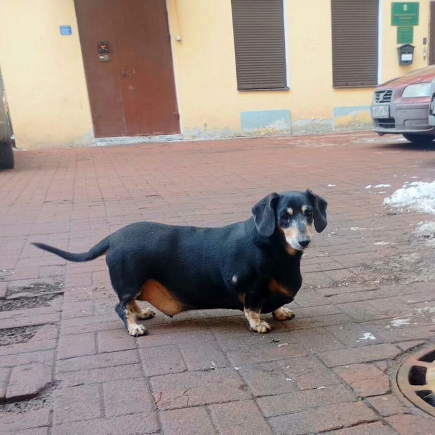 Таксу Кузю будут усыплять. Ищем дом или приют