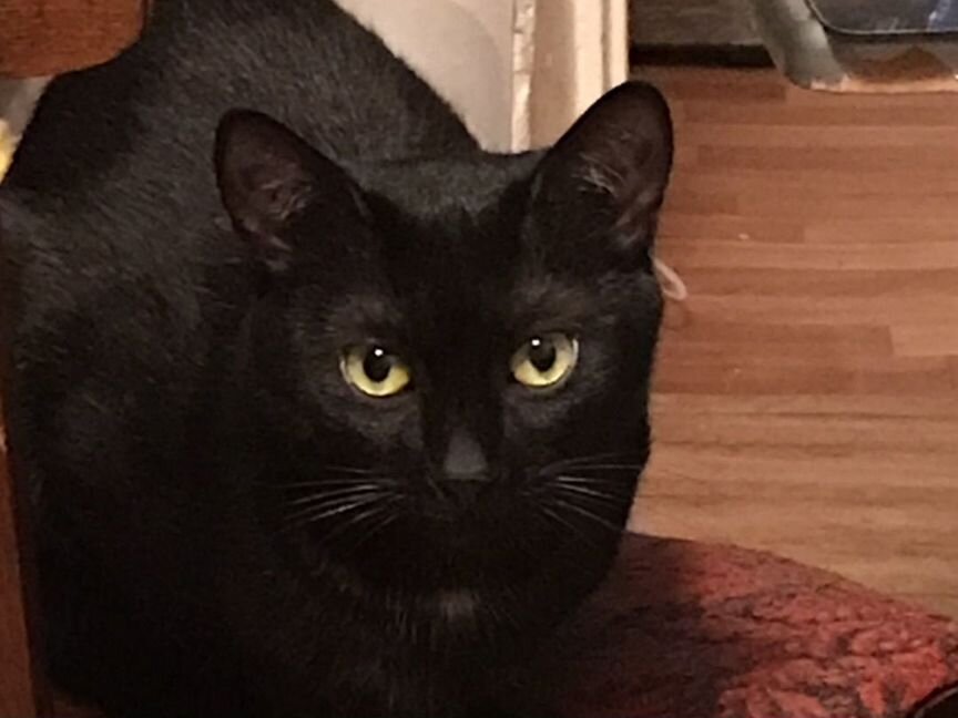 Кот