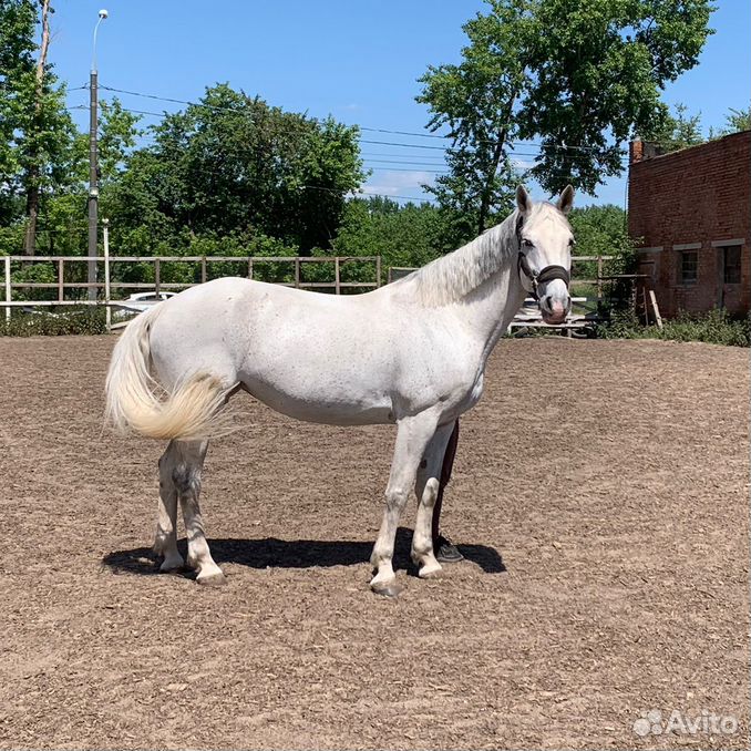 Ромашка кобыла 2014 г.р