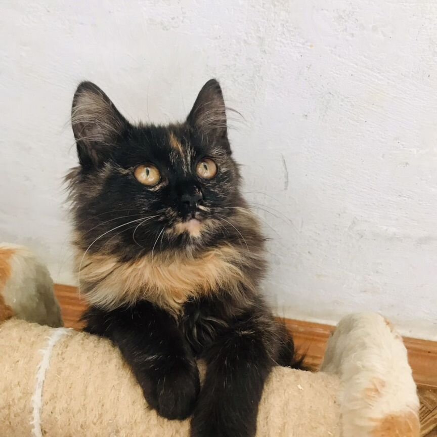 Кошечка 4 месяца