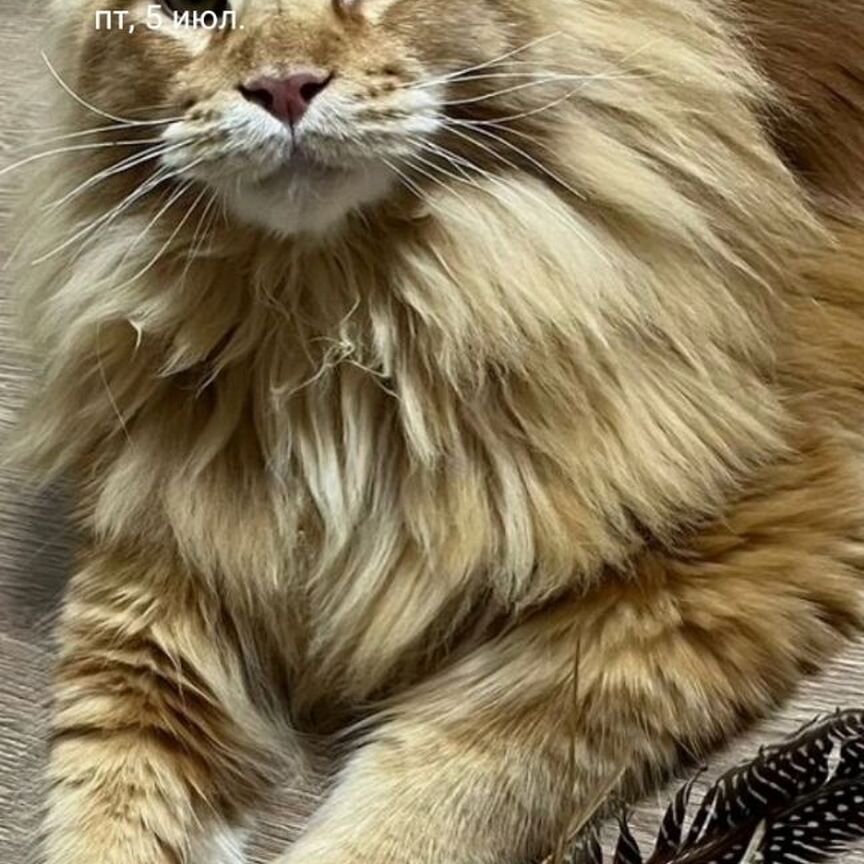 Кот мейн-кун вязка