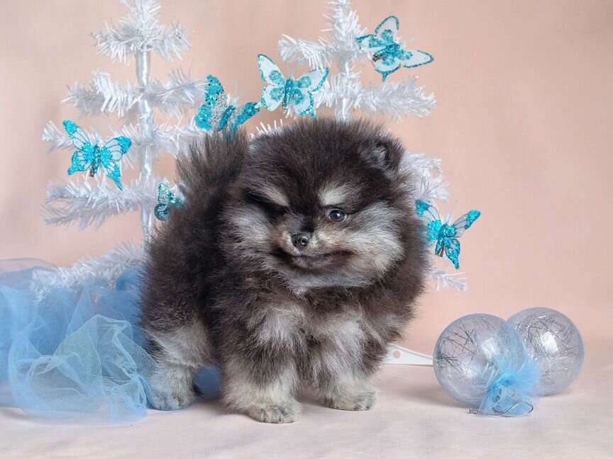 Мимимишка
