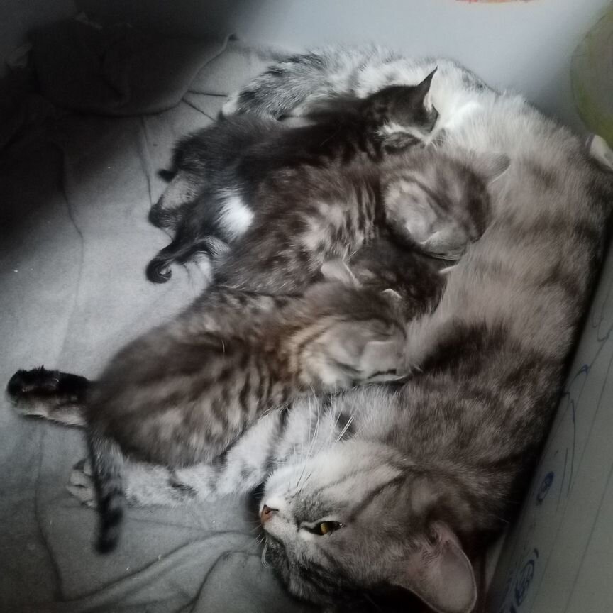 Котёнок в добрые руки