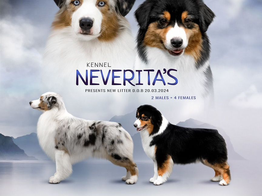 Австралийская овчарка