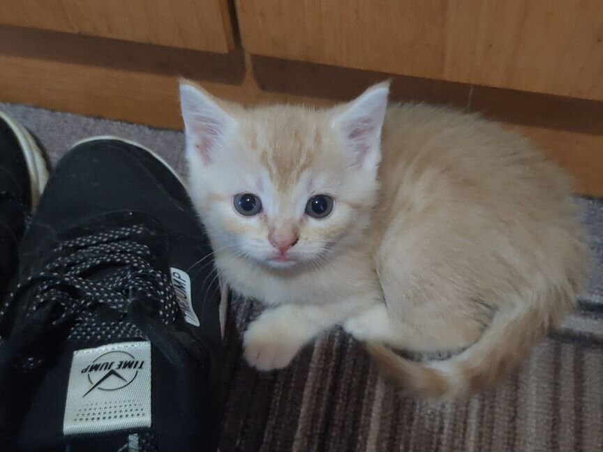 Продаются котята