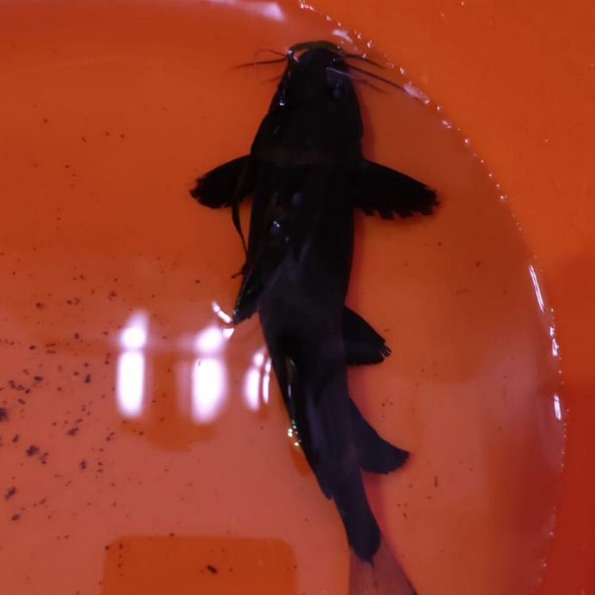 Сом сиамская косатка