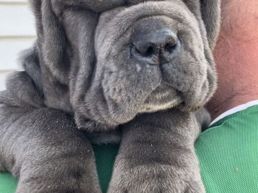 Неаполитанский мастиф