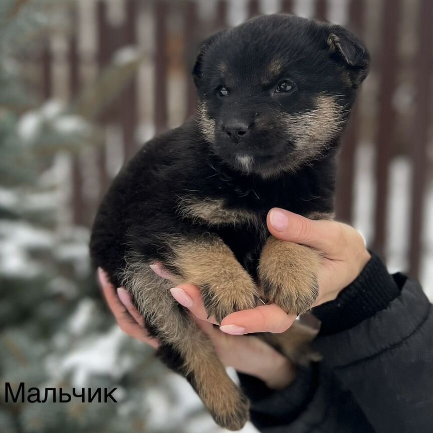 Четыре сыночка и лапочка дочка ищут дом