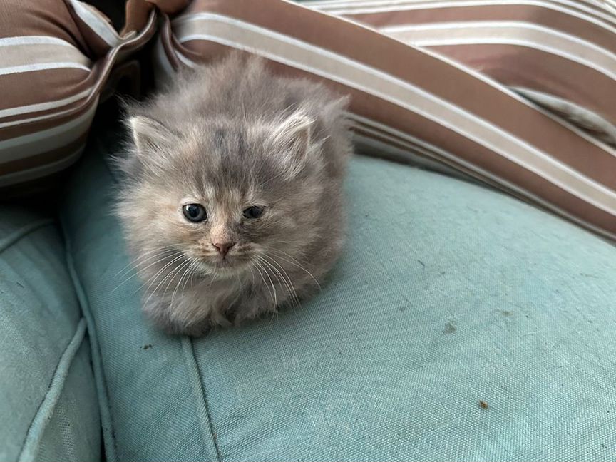 Котята в добрые руки даром