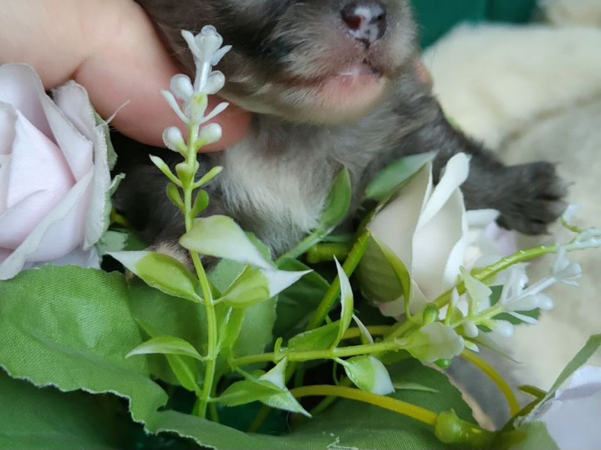 Шпицы от чемпионов России с документами