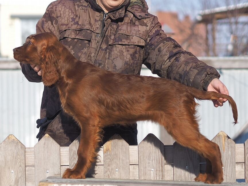 Сеттер ирландский
