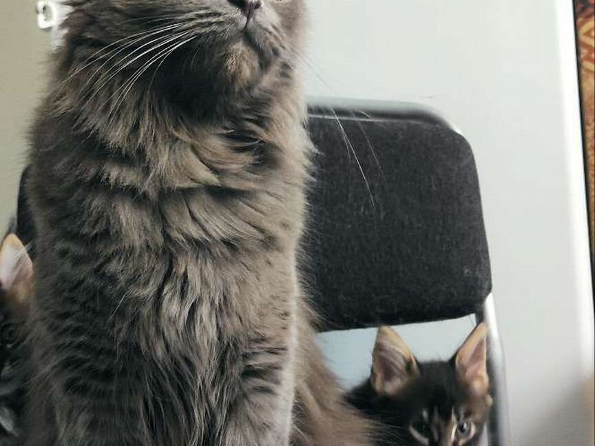 Отдам метис мейн-куна бесплатно