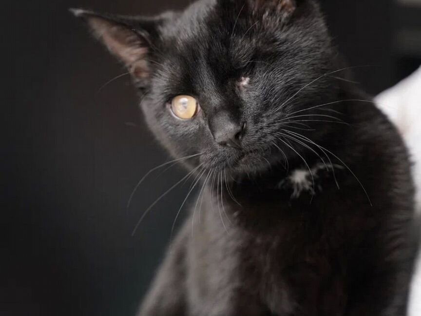 Шелдон - особенный котёнок