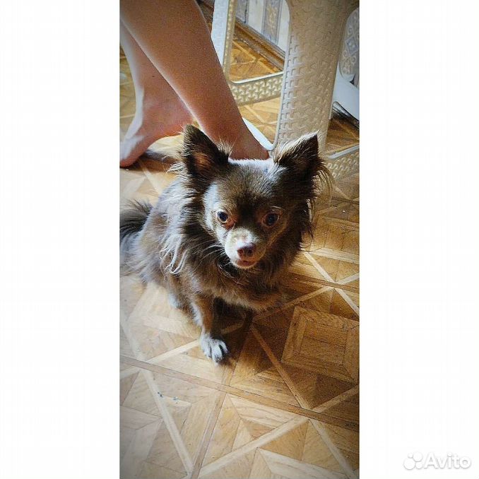 Собака маленькая Чихуахуа кобель 4 года