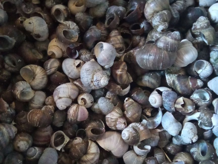 Ракушка речная