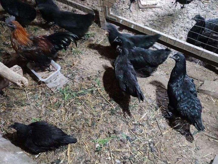 Индоутки. Петухи