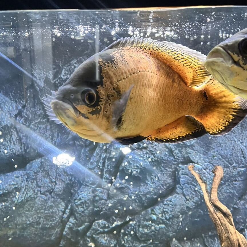 Астронотус