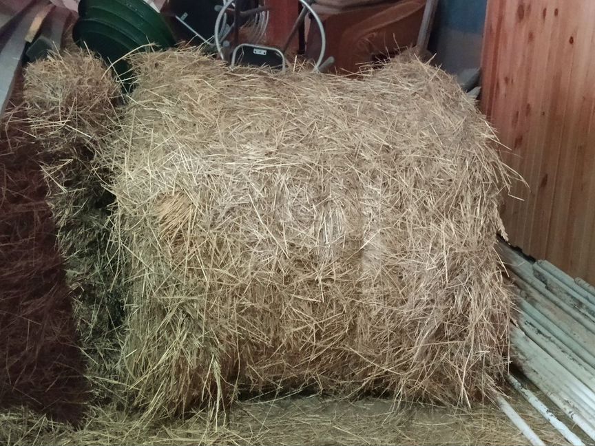 Продам сено в рулонах