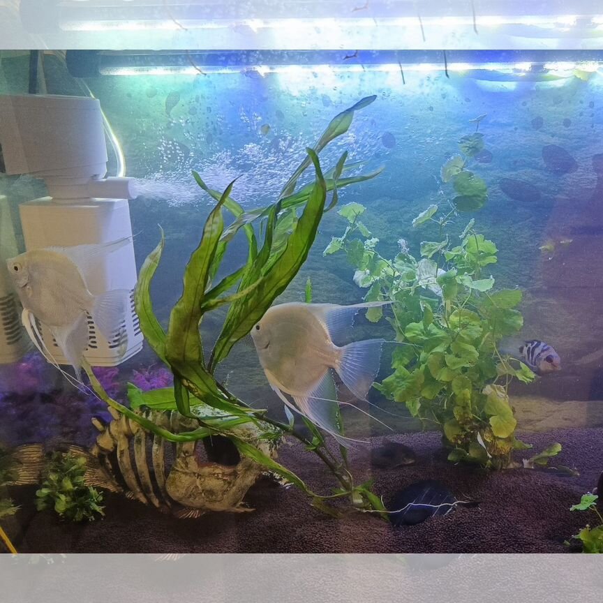 Аквариум с рыбками