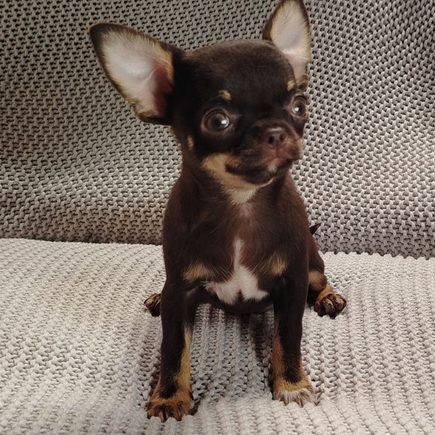 Чихуахуа, щенок