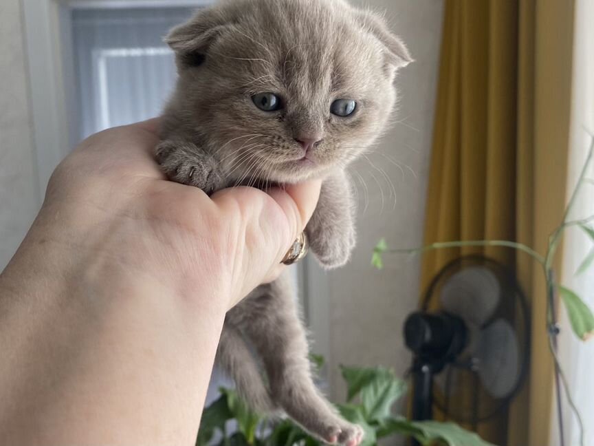 Продам шотландских котят