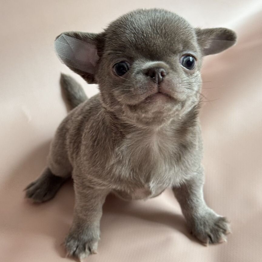 Чихуахуа, щенок