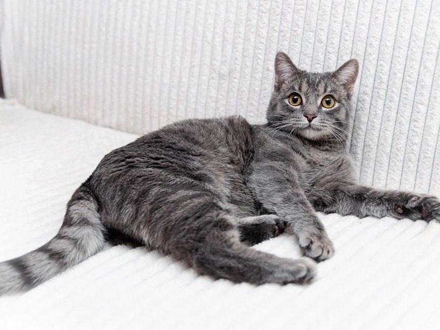 Геночка (8 мес.) - прекрасный котик ищет семью