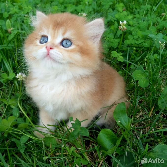 Брит. золотые котята от родителей чемпионов