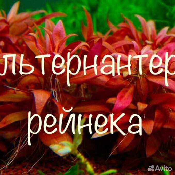 Альтернантера Рейнека аквариумное растение
