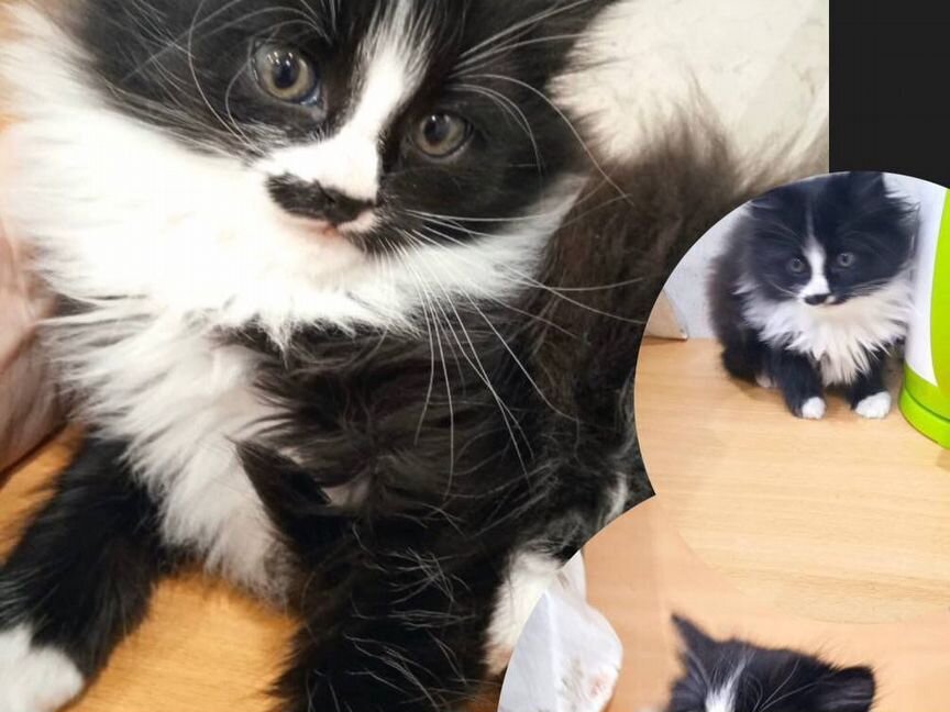 Котята в добрые руки