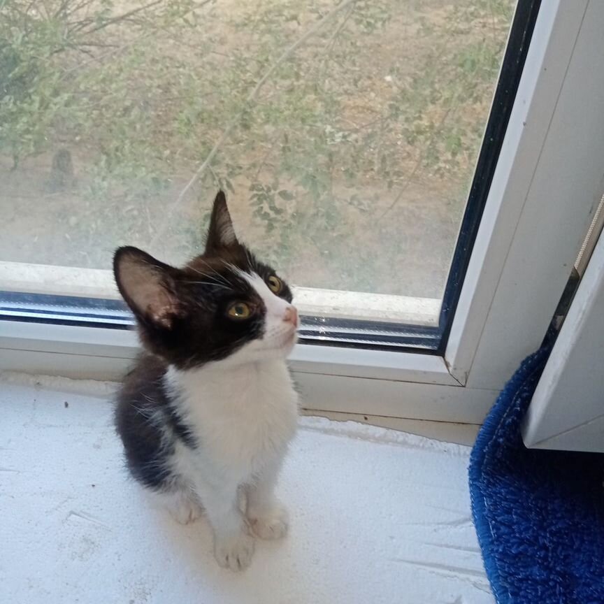 Отдам в добрые руки трех котят - девочек