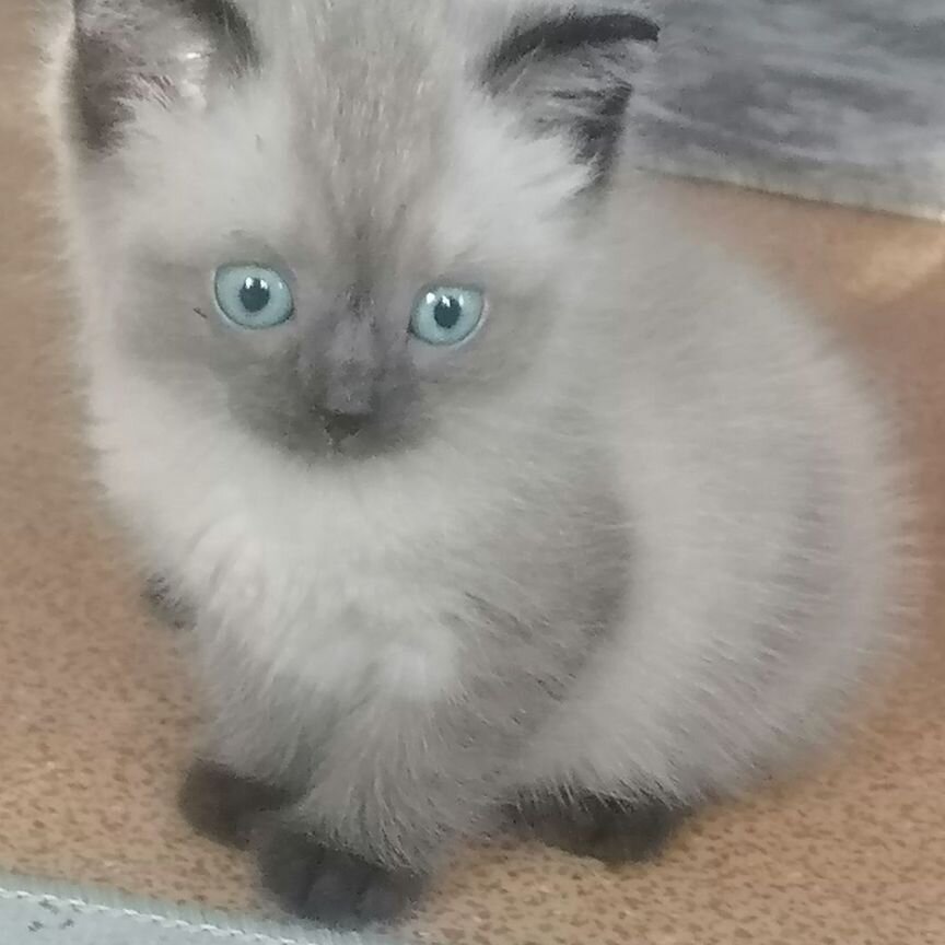 Сиамский котёнок