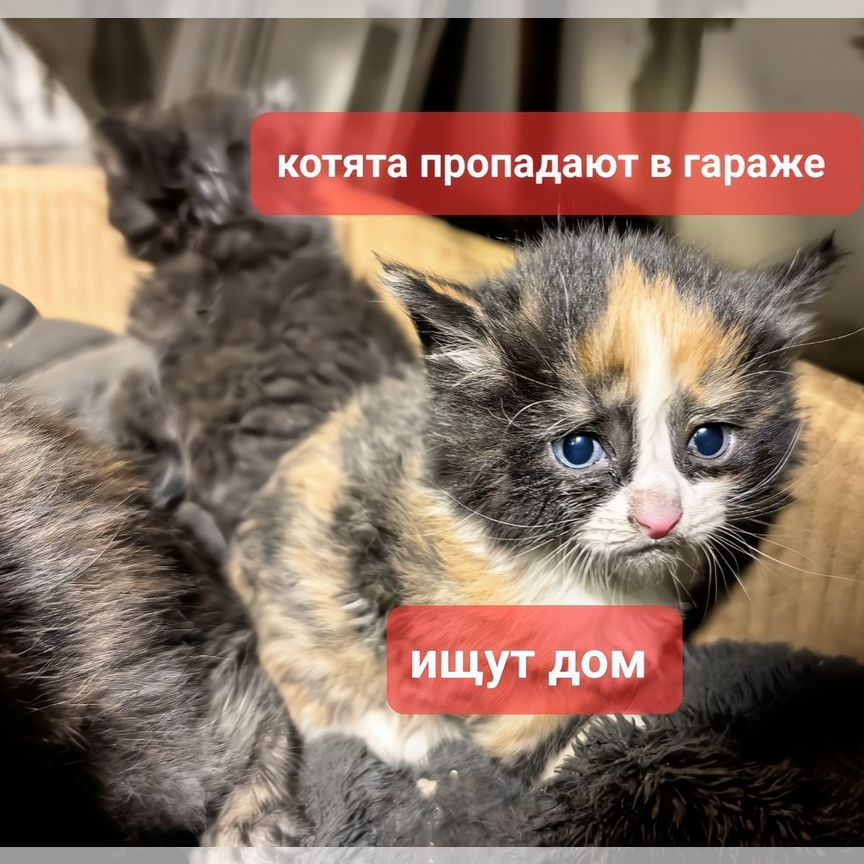 Котёнок в добрые руки
