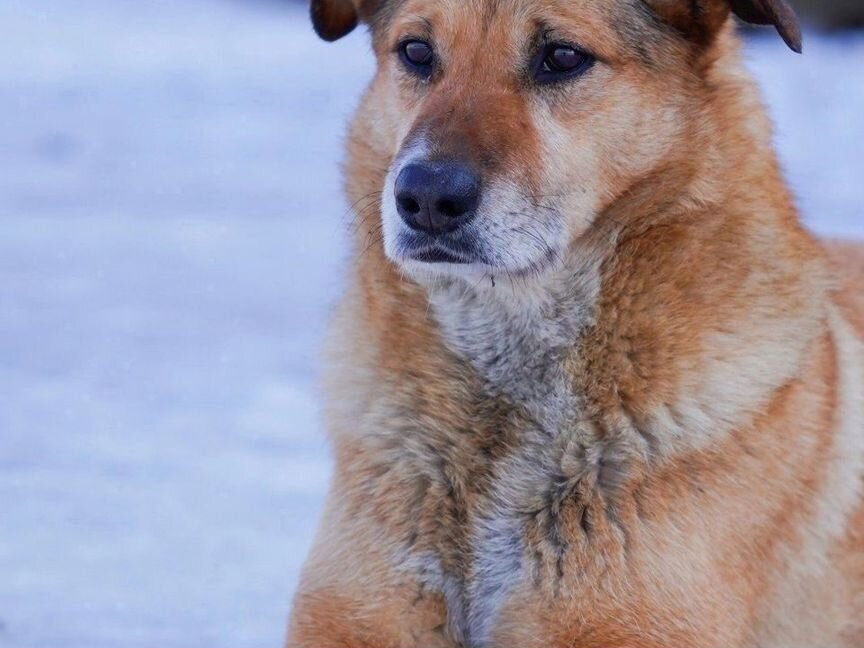 Собака Мандаринка из приюта ищет дом