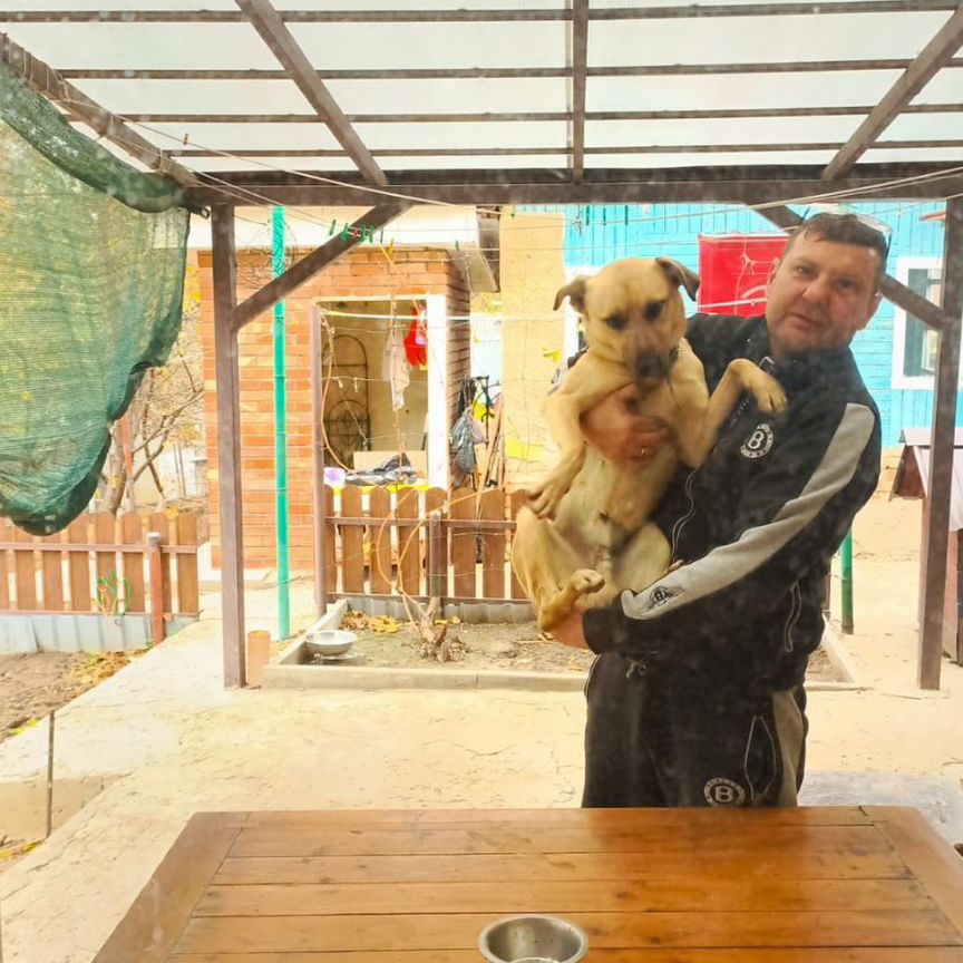 Потерялась собака дворняга