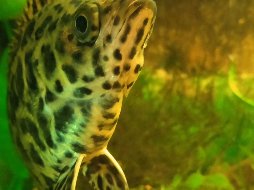 Аквариумные рыбы