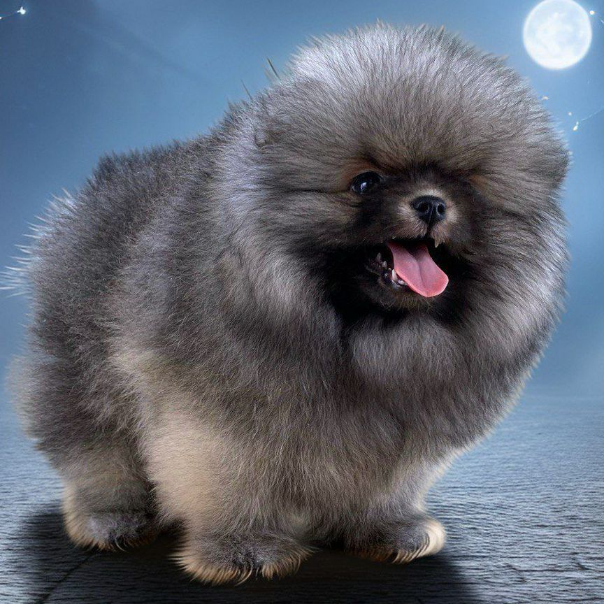 Померанский шпиц, щенок