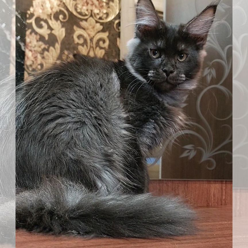 Котята мейн-кун