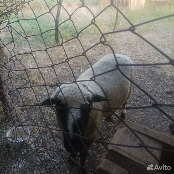 Продам барана на племя